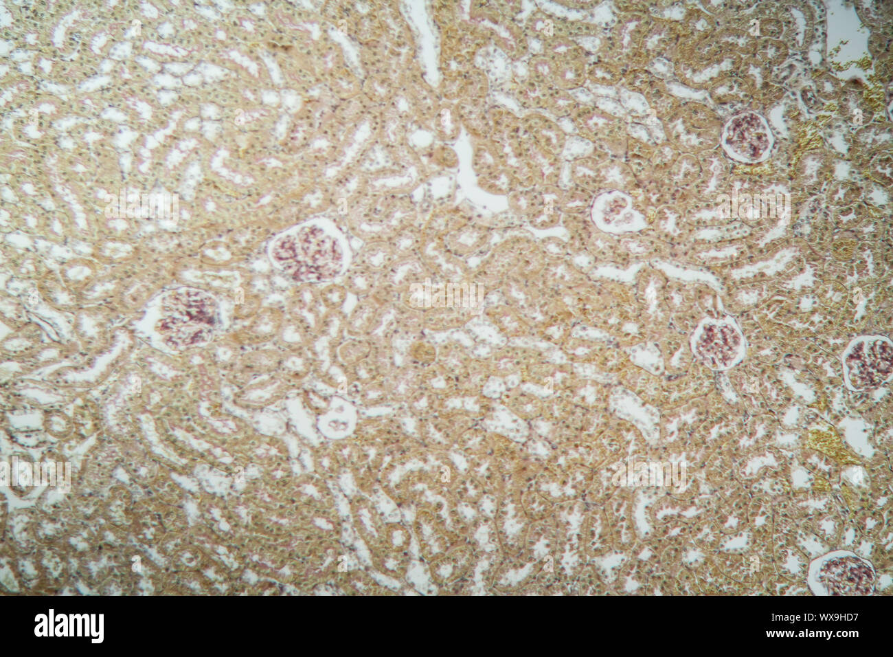 Rat kidney bark under the microscope 100x Stock Photo - Alamy
