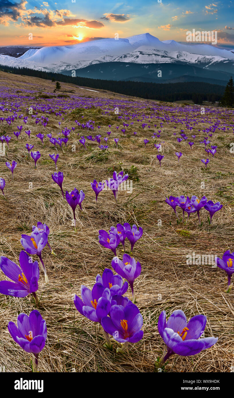Purple Crocus flowers on spring mountain Stock Photo - Alamy