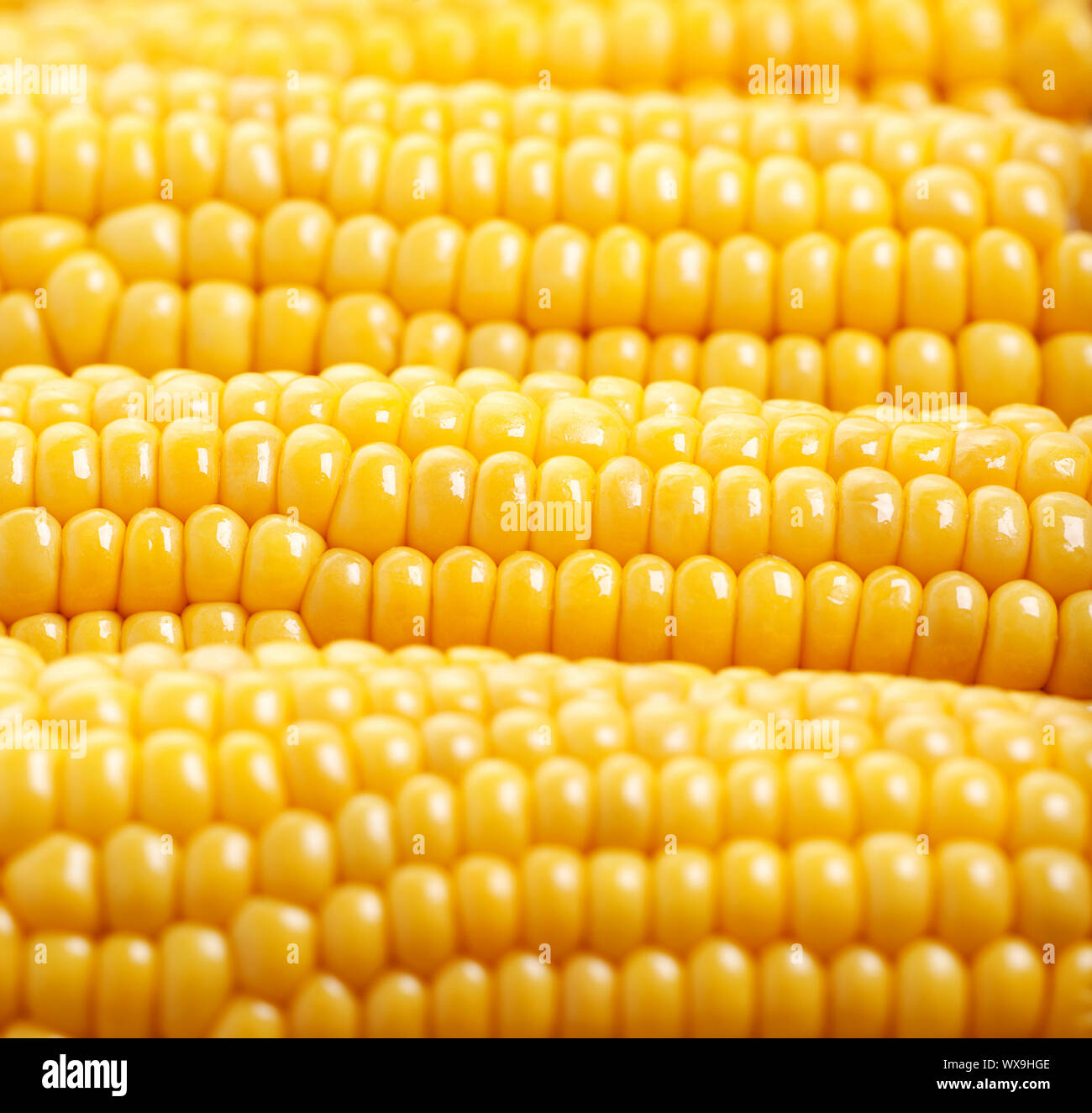 Yellow corn background Stock Photo - Alamy