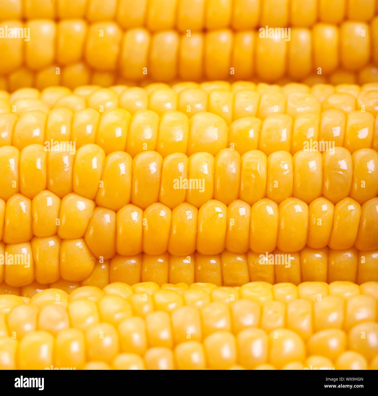 Picture of sweetcorn background, closeup yellow corn texture, healthy ...