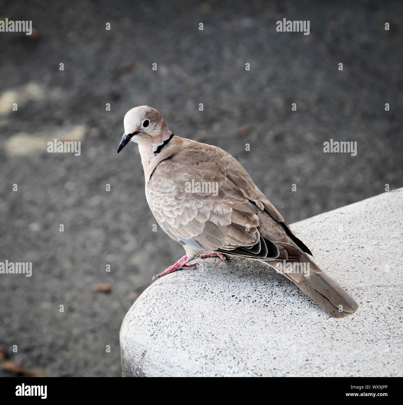 a close up of a wild dove Stock Photo - Alamy