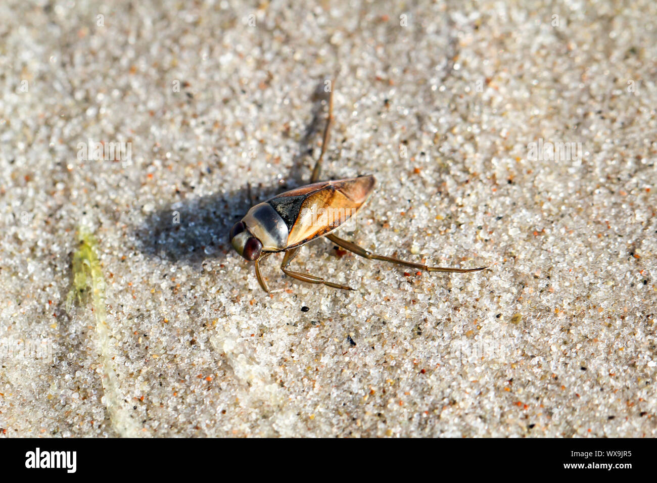 Sand bugs hi-res stock photography and images - Alamy