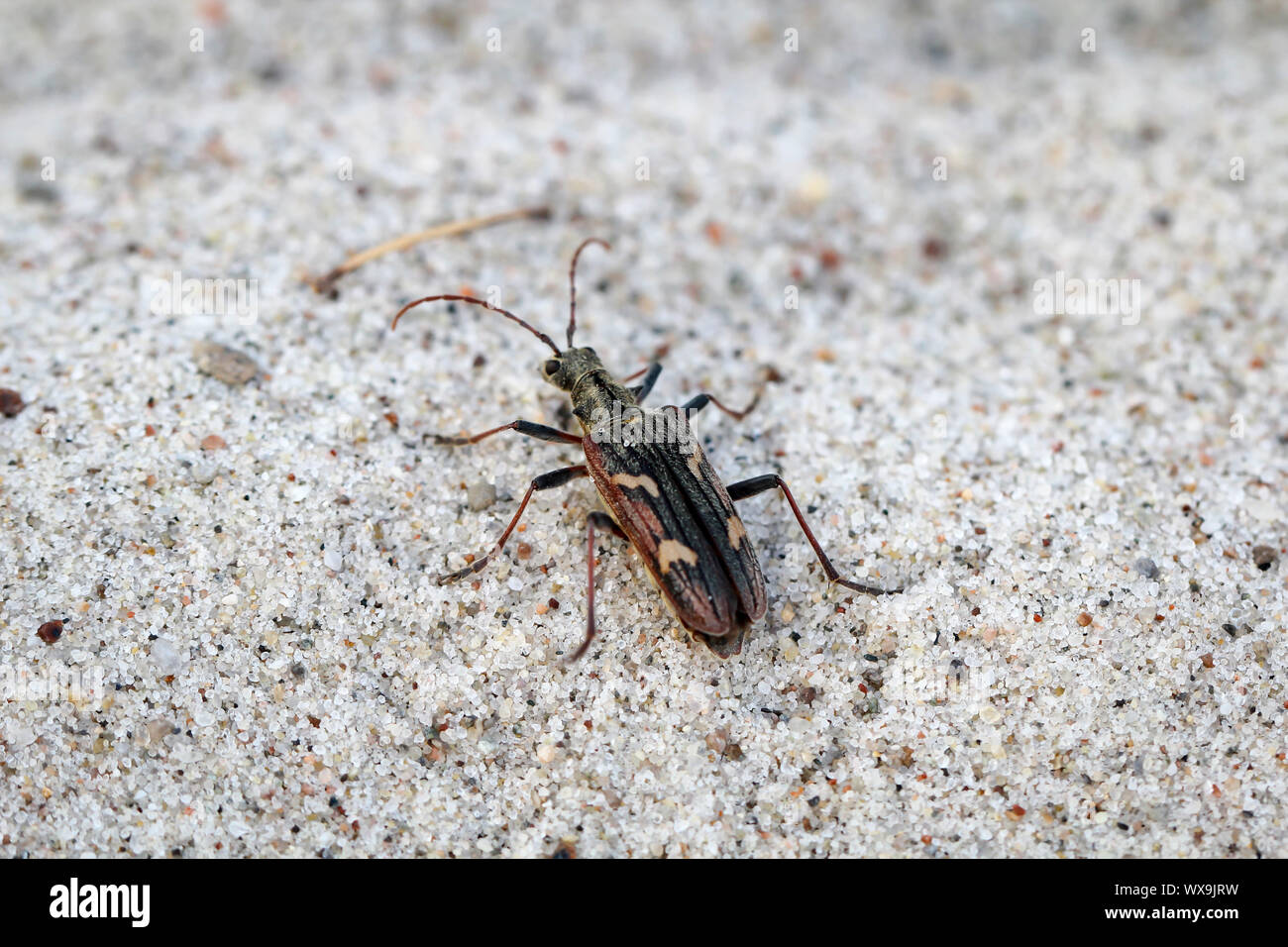 Sand bugs hi-res stock photography and images - Alamy