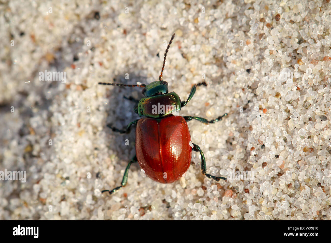 Sand bugs hi-res stock photography and images - Alamy