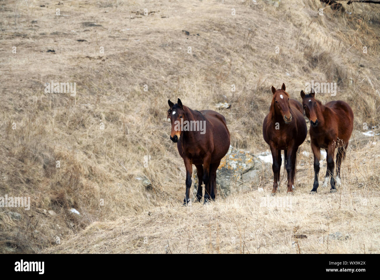 Kabardian High Resolution Stock Photography and Images - Alamy