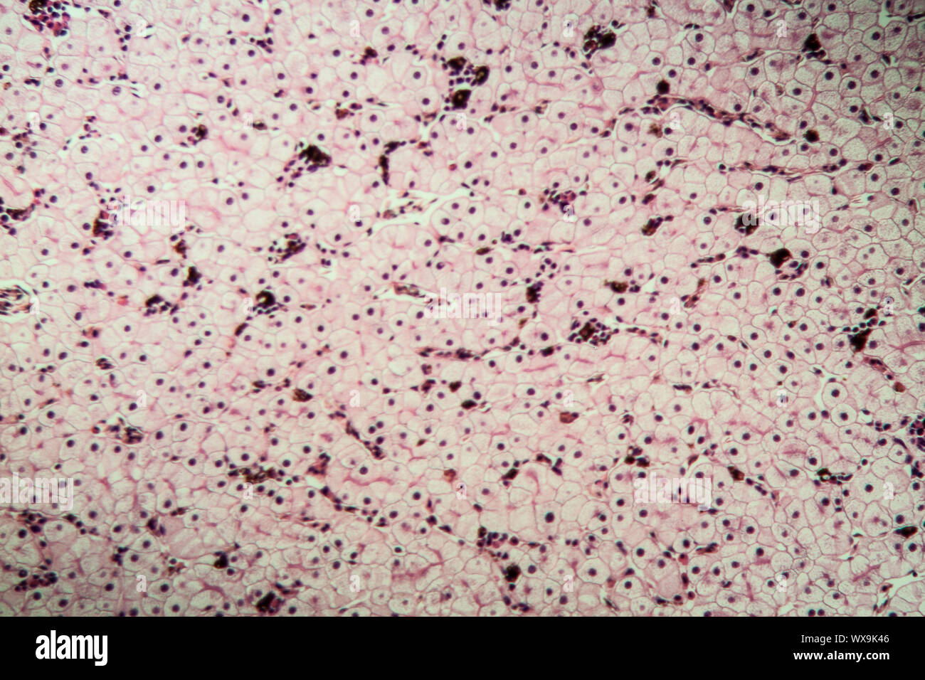Axolotl liver cells 200x Stock Photo - Alamy