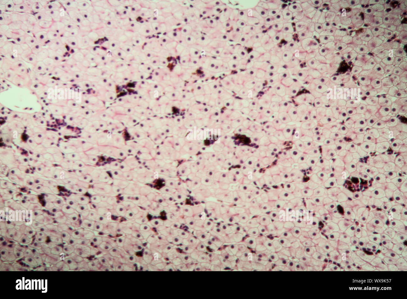 Axolotl liver cells 200x Stock Photo - Alamy