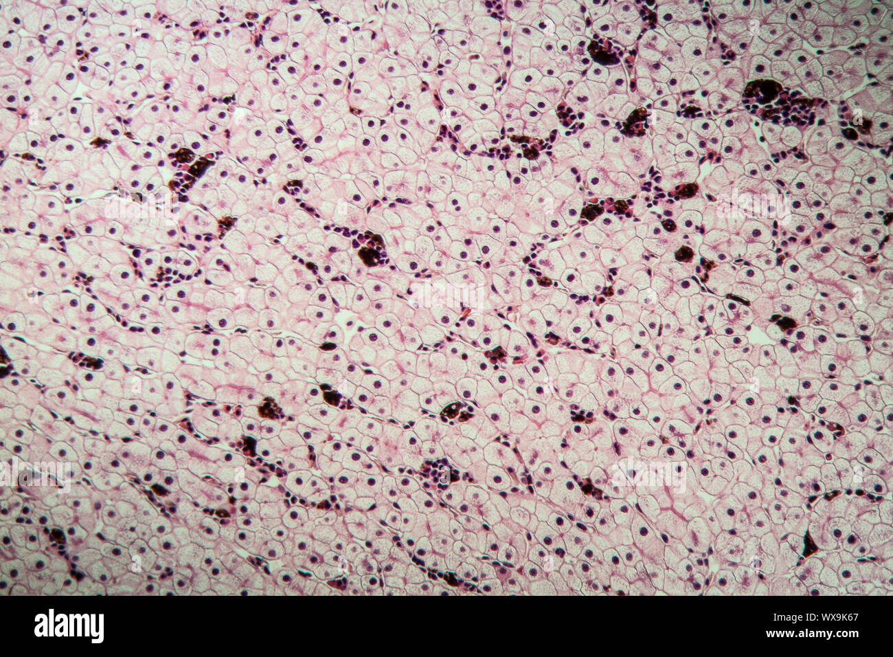 Axolotl liver cells 200x Stock Photo - Alamy