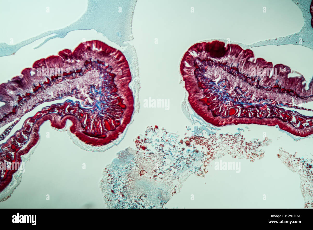 Earthworm animal with gizzard transverse 100x Stock Photo - Alamy