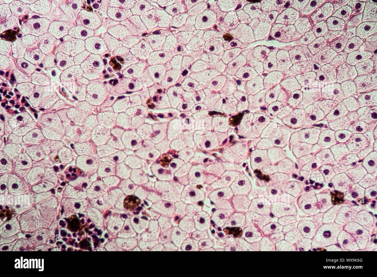 Axolotl liver cells 200x Stock Photo - Alamy