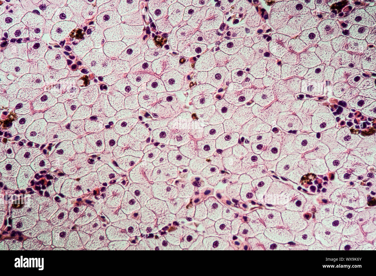Axolotl liver cells 200x Stock Photo - Alamy