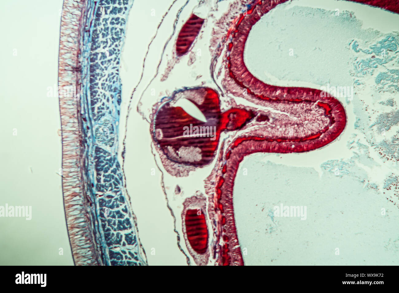 Earthworm Cross Section Segment 10 Earthworm Dissection