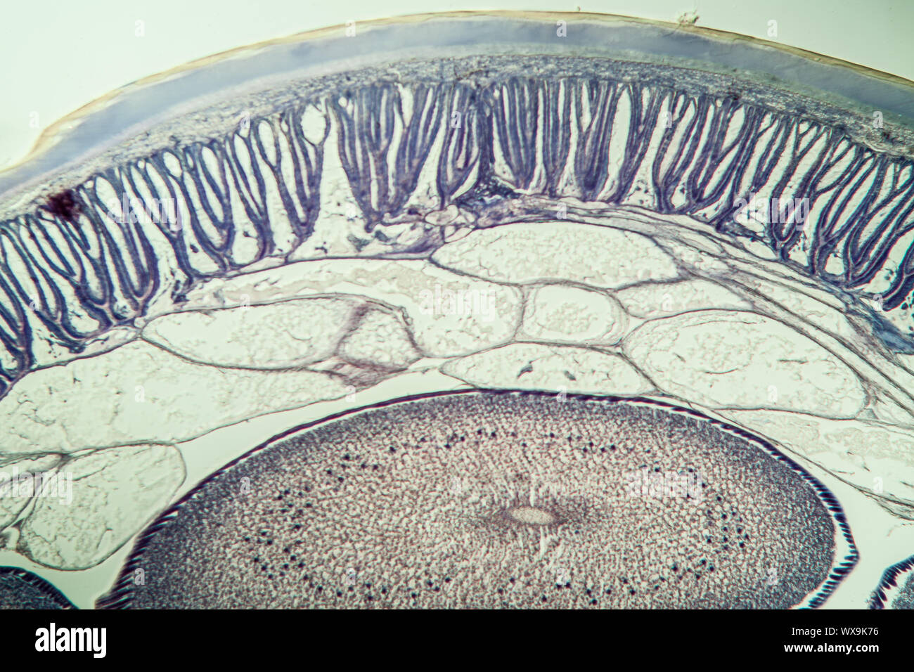 Horse powder worm cross section 100x Stock Photo - Alamy