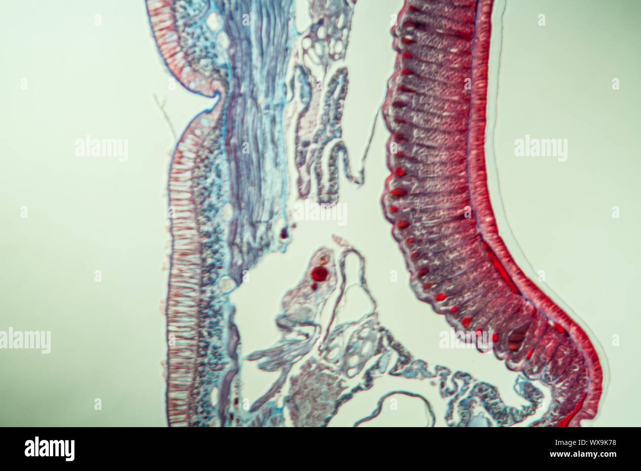 Earthworm cross section 10th segment 100x Stock Photo - Alamy