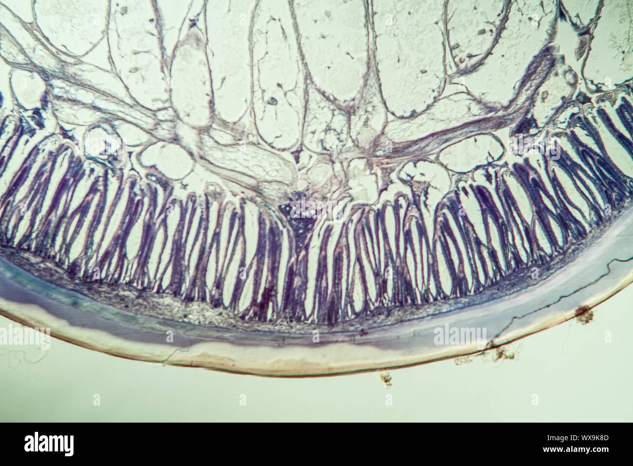 Horse powder worm cross section 100x Stock Photo - Alamy