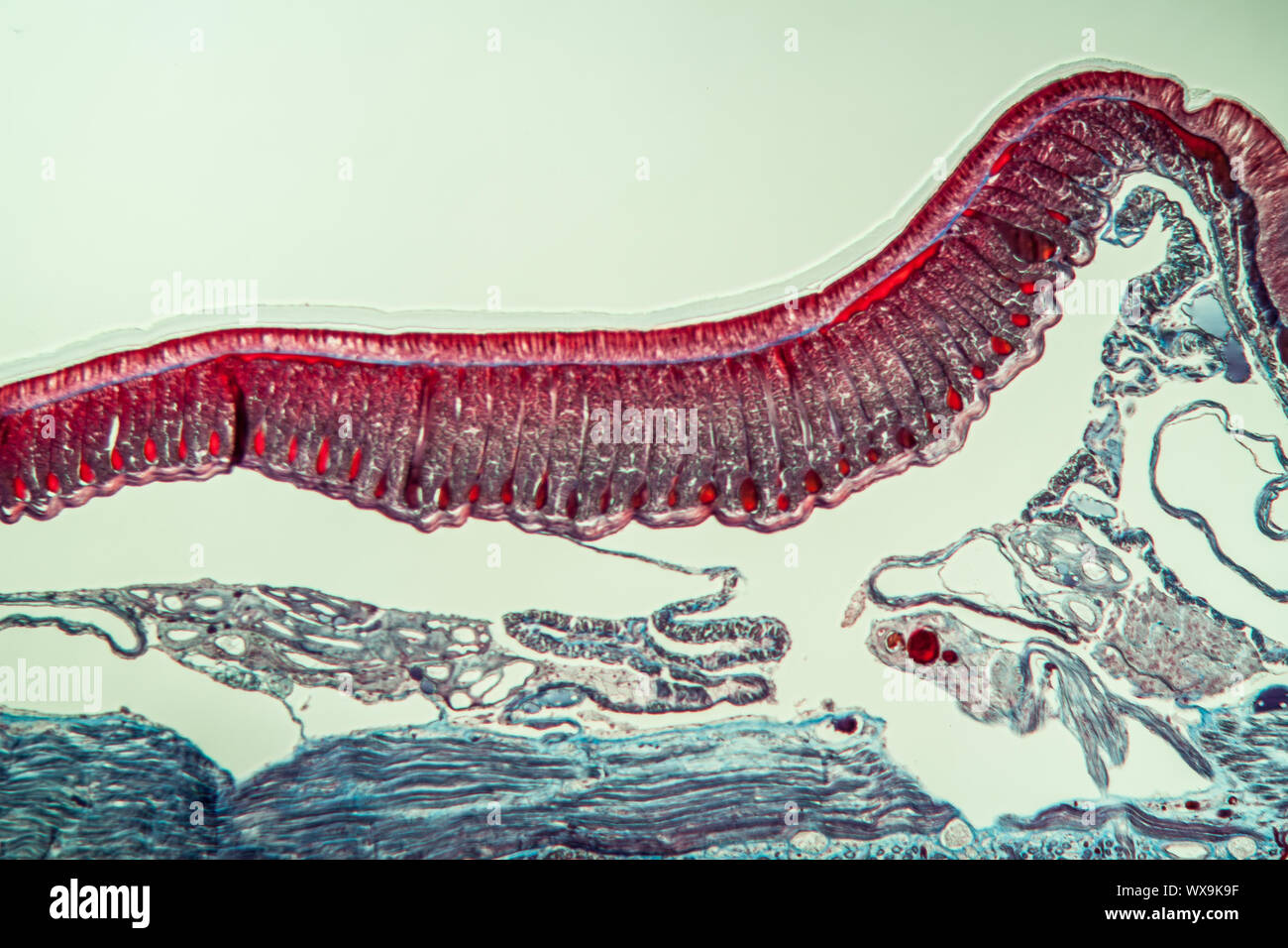 Earthworm cross section 10th segment 100x Stock Photo - Alamy