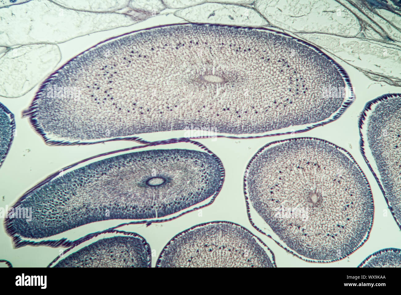 Horse powder worm cross section 100x Stock Photo - Alamy