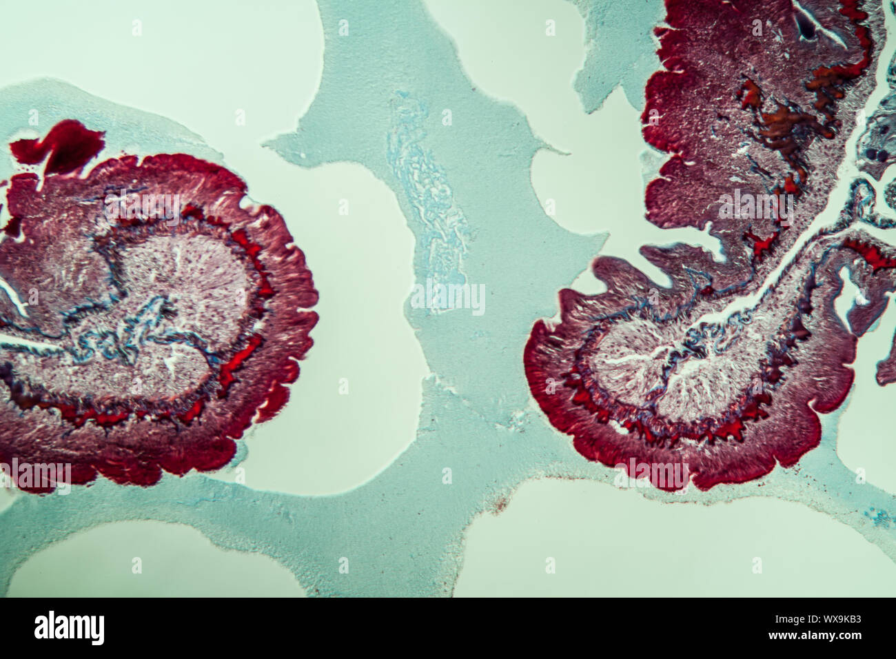 Earthworm animal with gizzard transverse 100x Stock Photo - Alamy