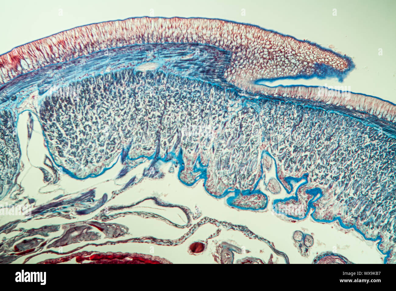 Earthworm cross section 10th segment 100x Stock Photo - Alamy