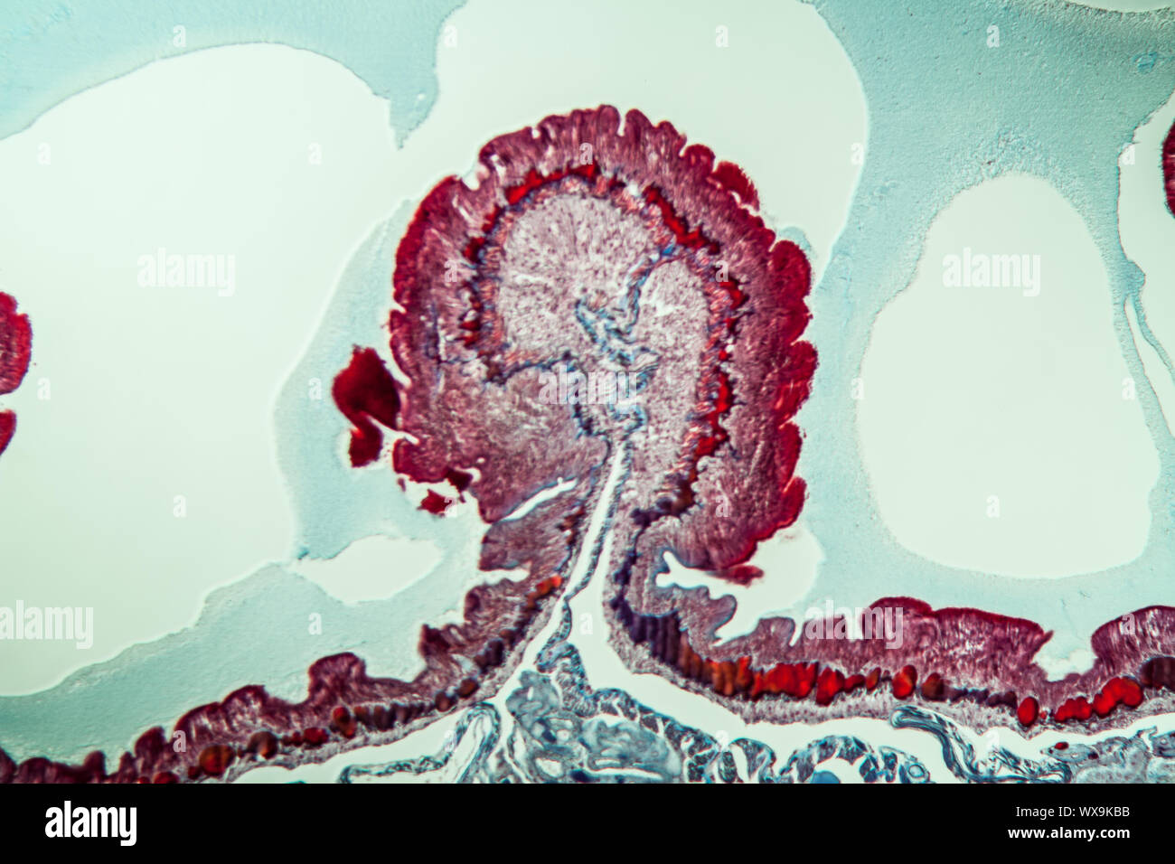 Earthworm animal with gizzard transverse 100x Stock Photo - Alamy