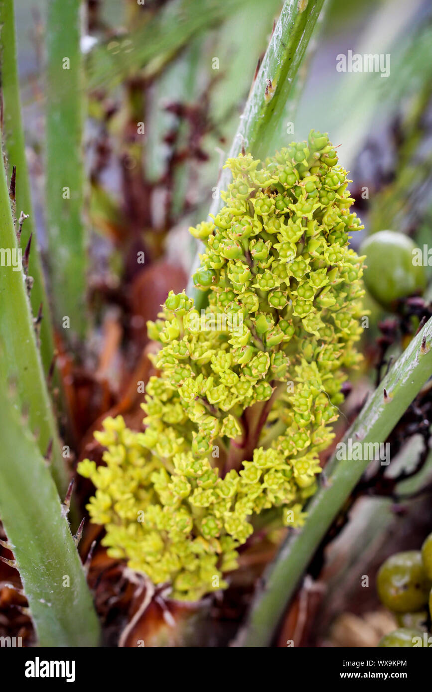 Palm tree seeds hi-res stock photography and images - Alamy