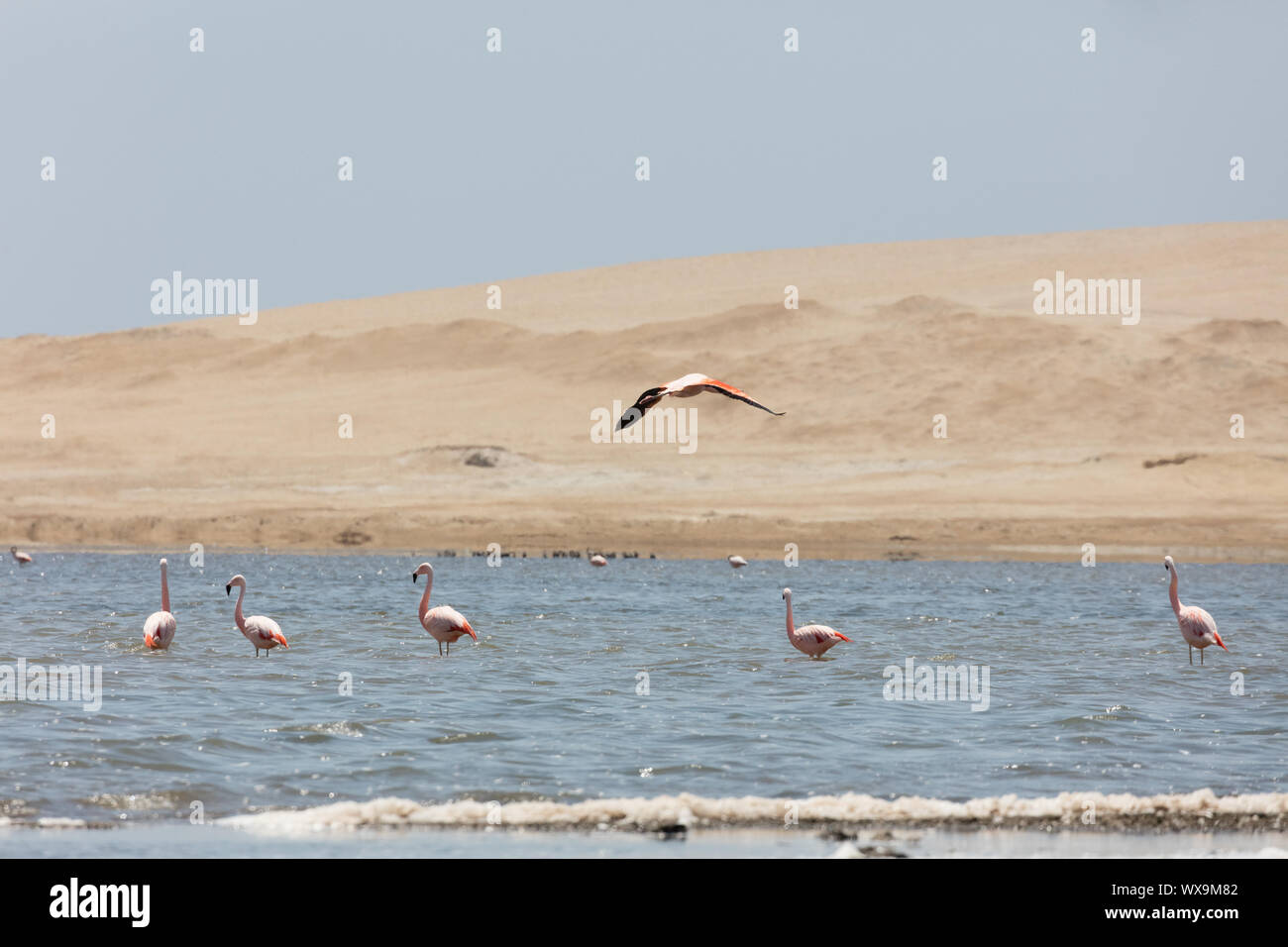 Flamingos in Paracas, Peru Stock Photo - Alamy