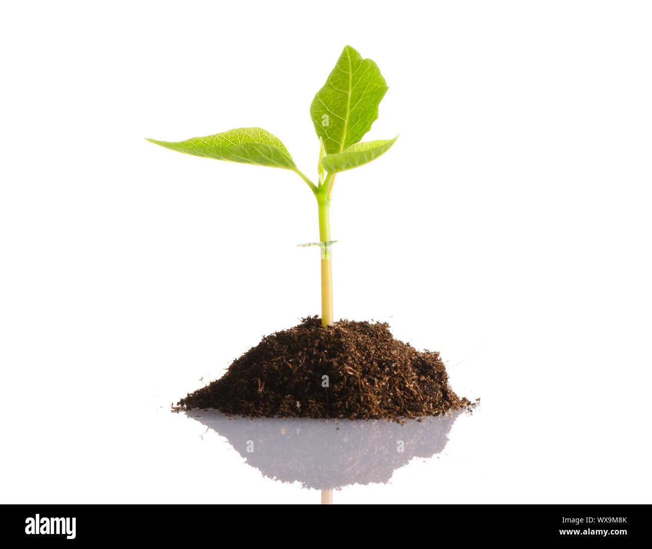 Plant isolated on white background Stock Photo - Alamy