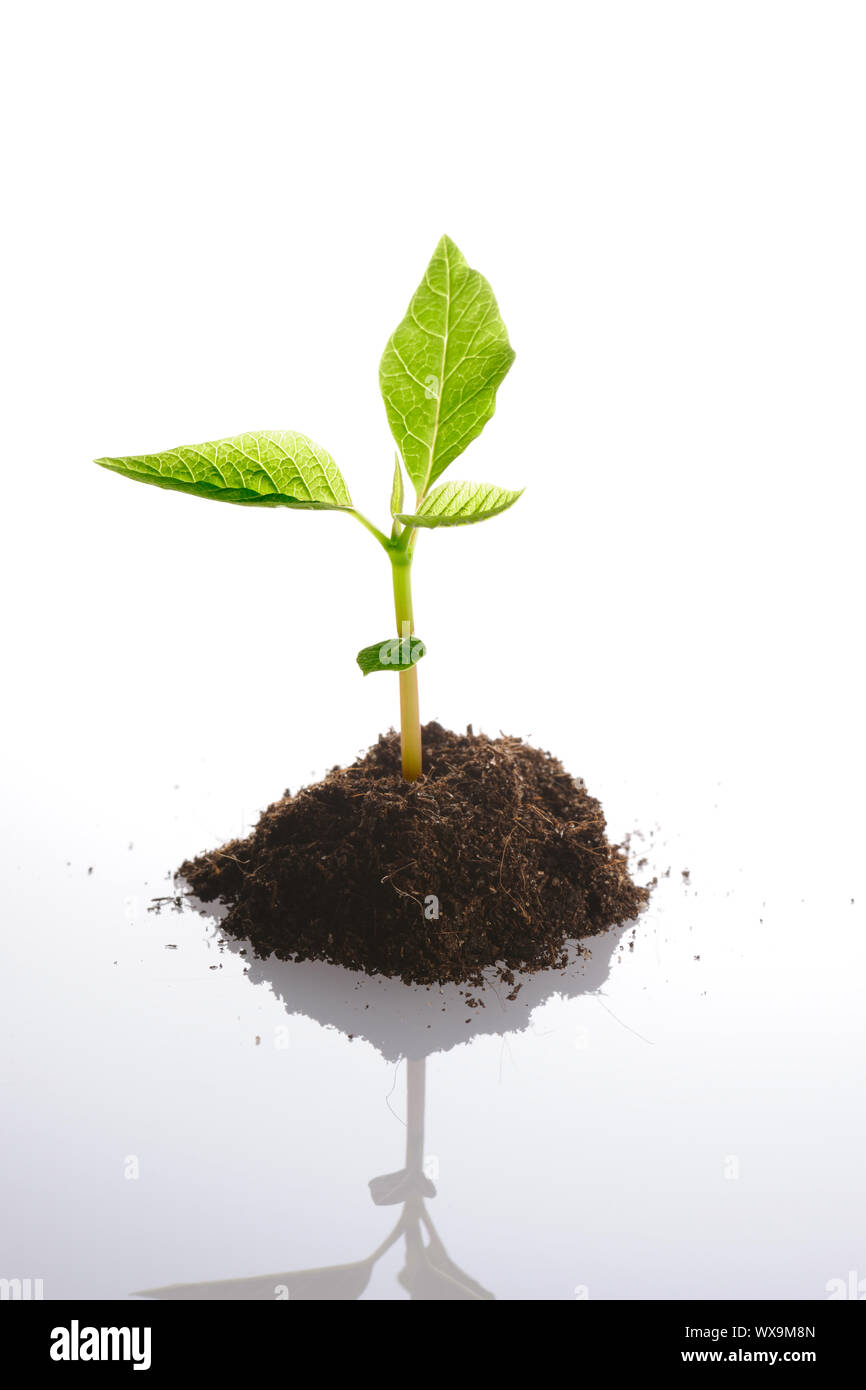 Plant isolated on white background Stock Photo - Alamy