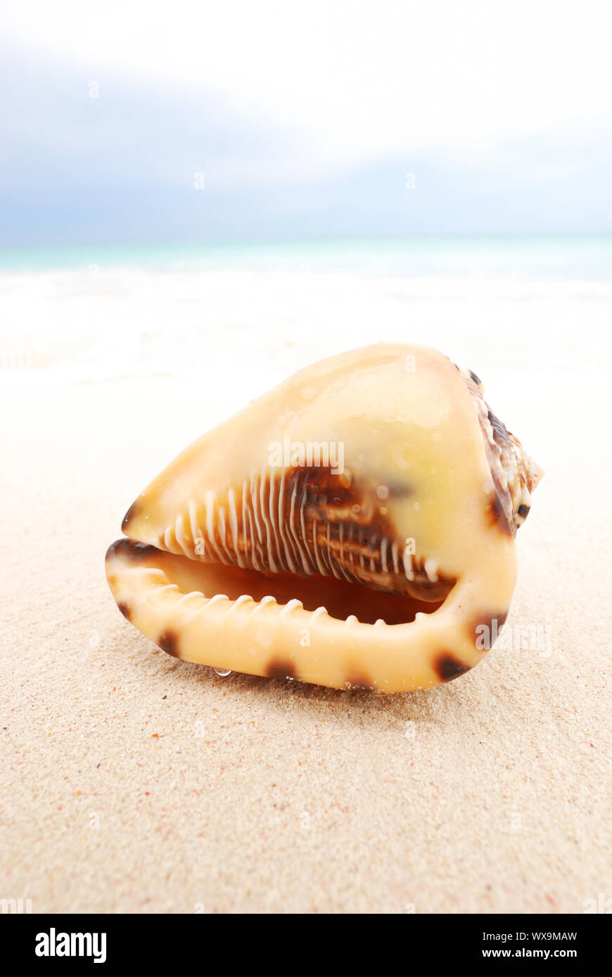Shell on caribbean beach in Dominican Republic Stock Photo - Alamy
