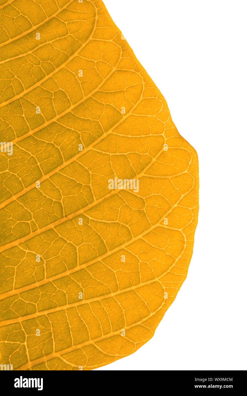 Autumn leaf isolated on white background Stock Photo - Alamy