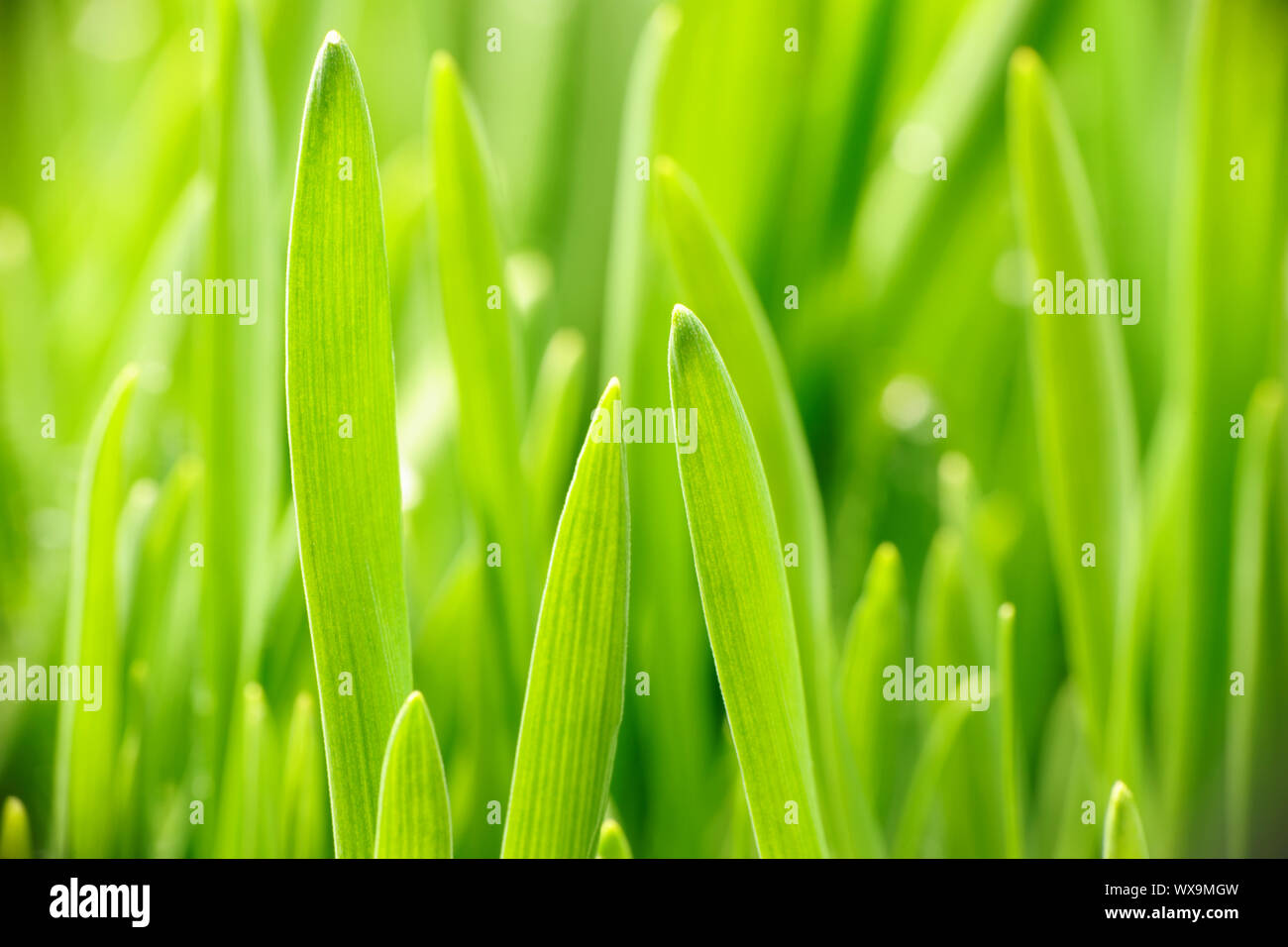 Green grass close up background Stock Photo - Alamy