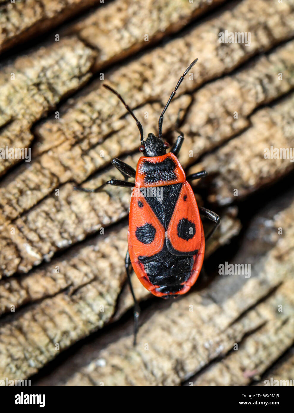 Fire bug hi-res stock photography and images - Alamy