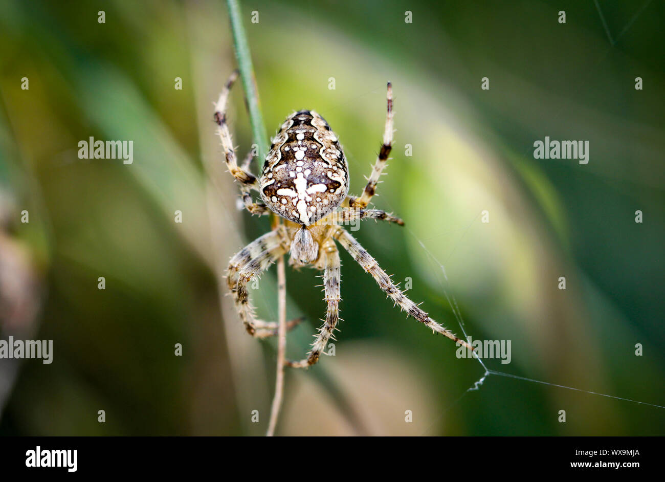House spider water hi-res stock photography and images - Alamy