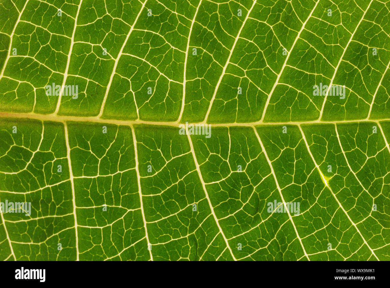 Leaf texture close up background Stock Photo - Alamy