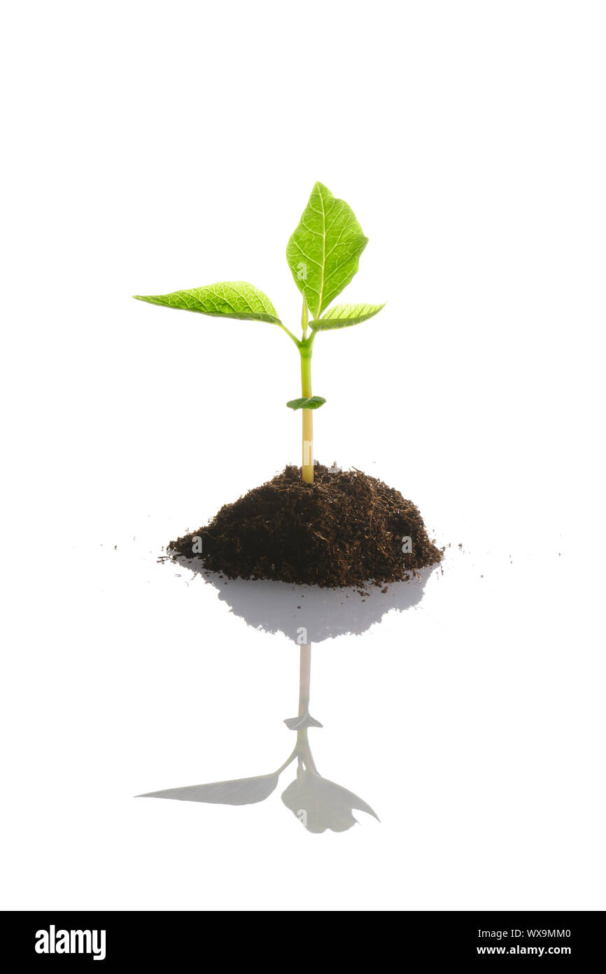 Plant isolated on white background Stock Photo - Alamy