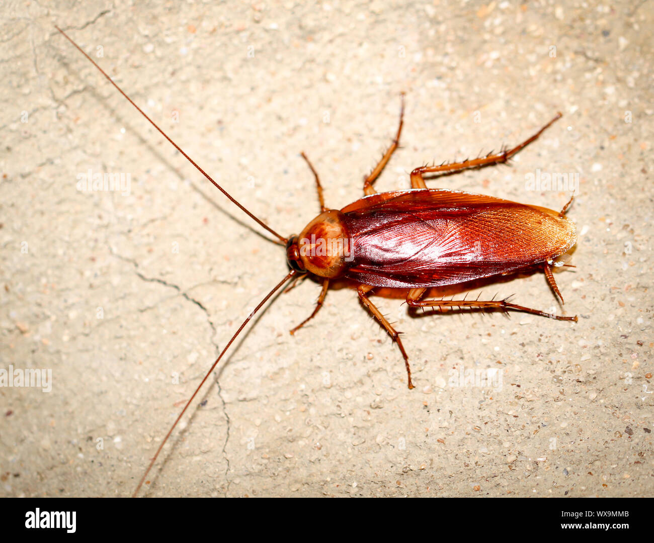 Cockroach nest hi-res stock photography and images - Alamy
