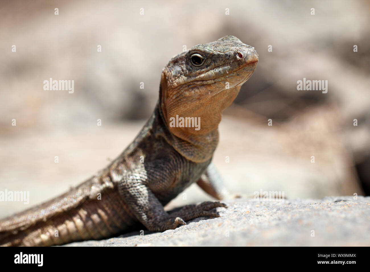 detail of a lizard in the sun on a stone Stock Photo - Alamy