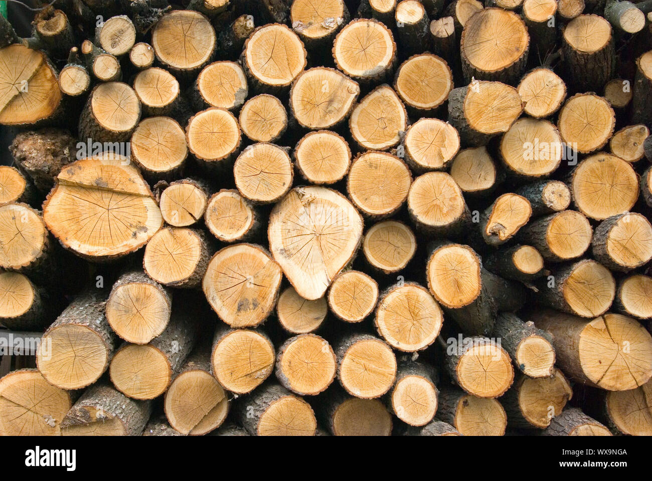 Wood logs ready processing hi-res stock photography and images - Alamy