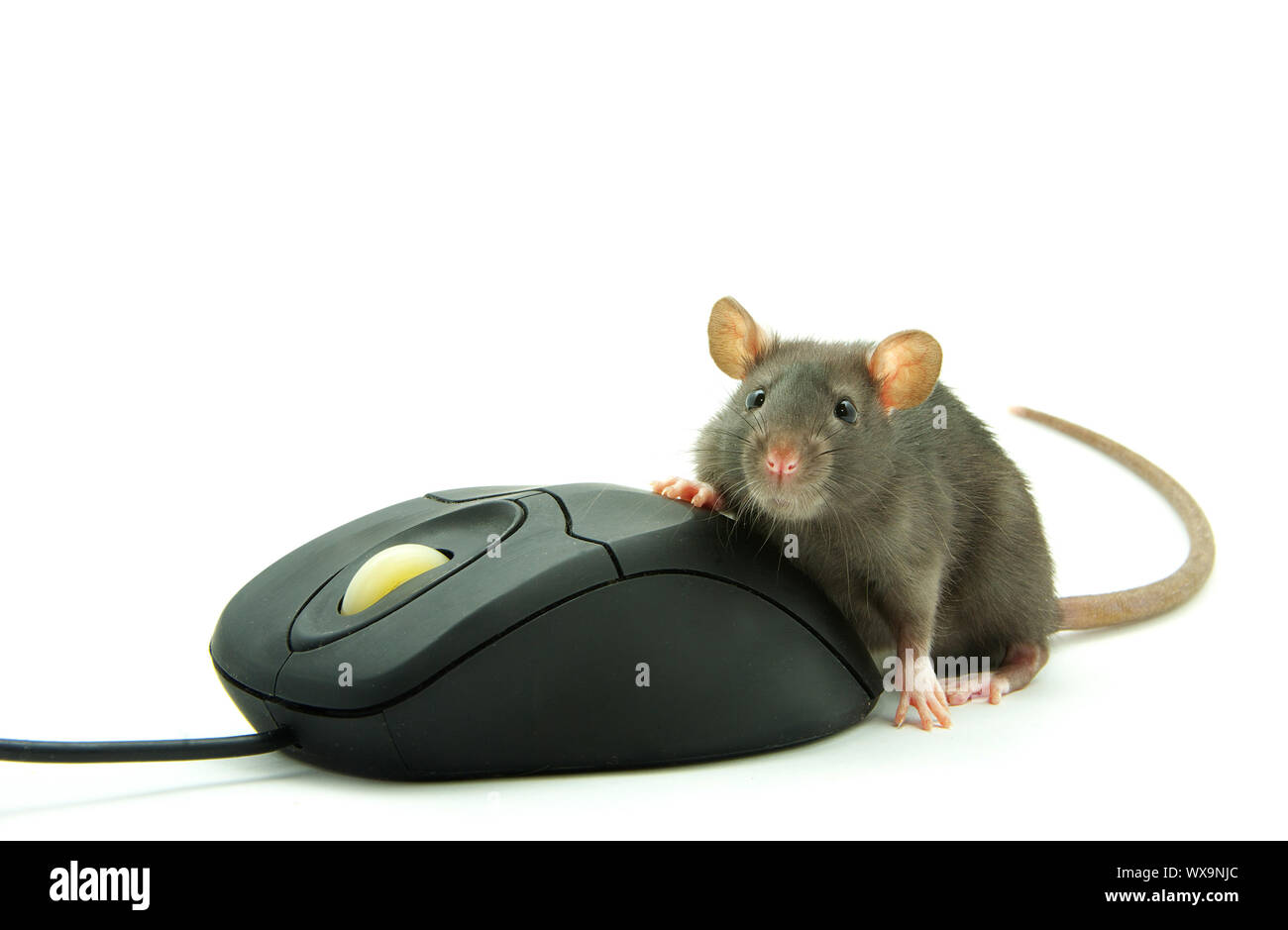 Rat and a computer mouse on white background Stock Photo - Alamy