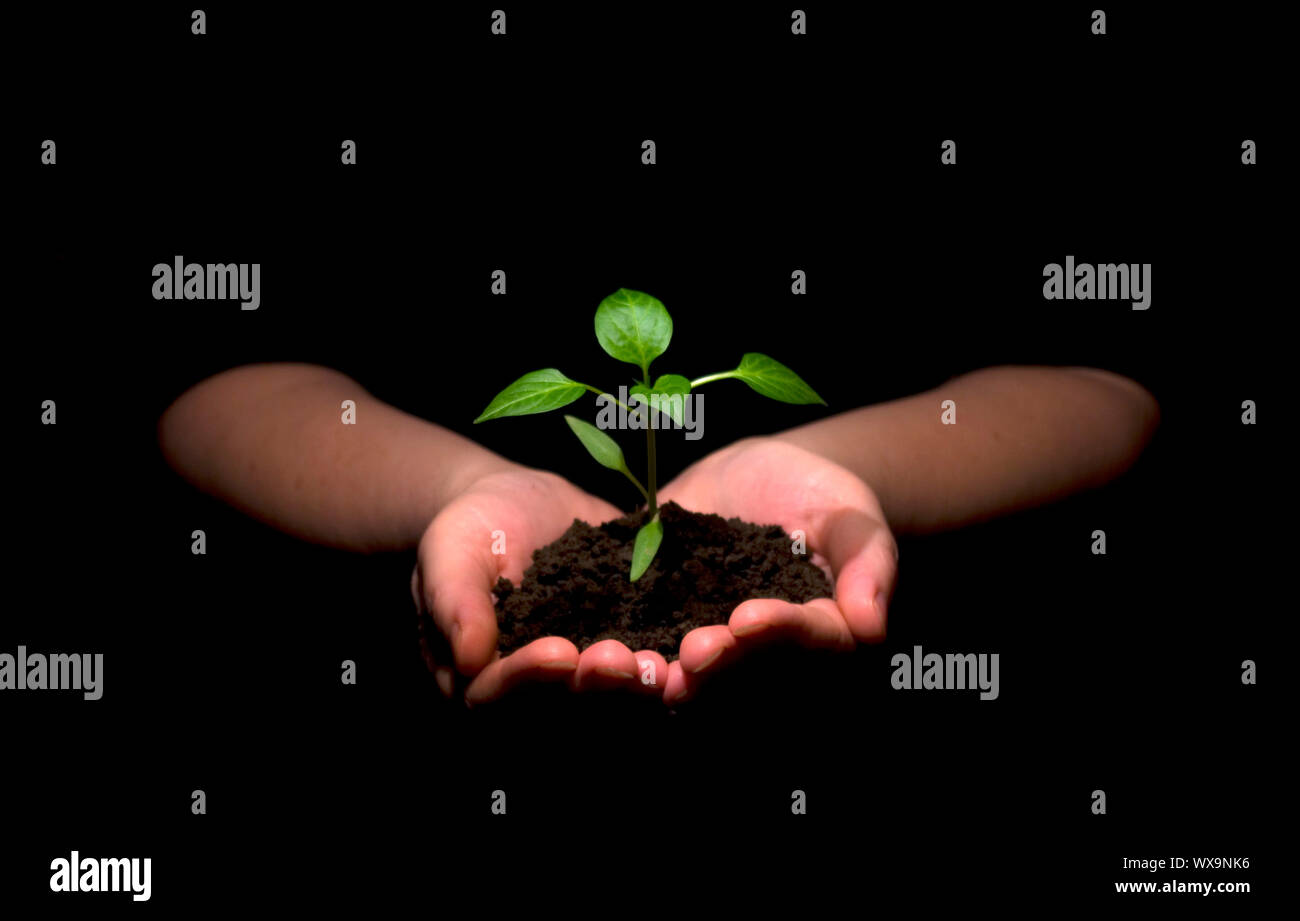 Hands holding sapling in soil Stock Photo - Alamy