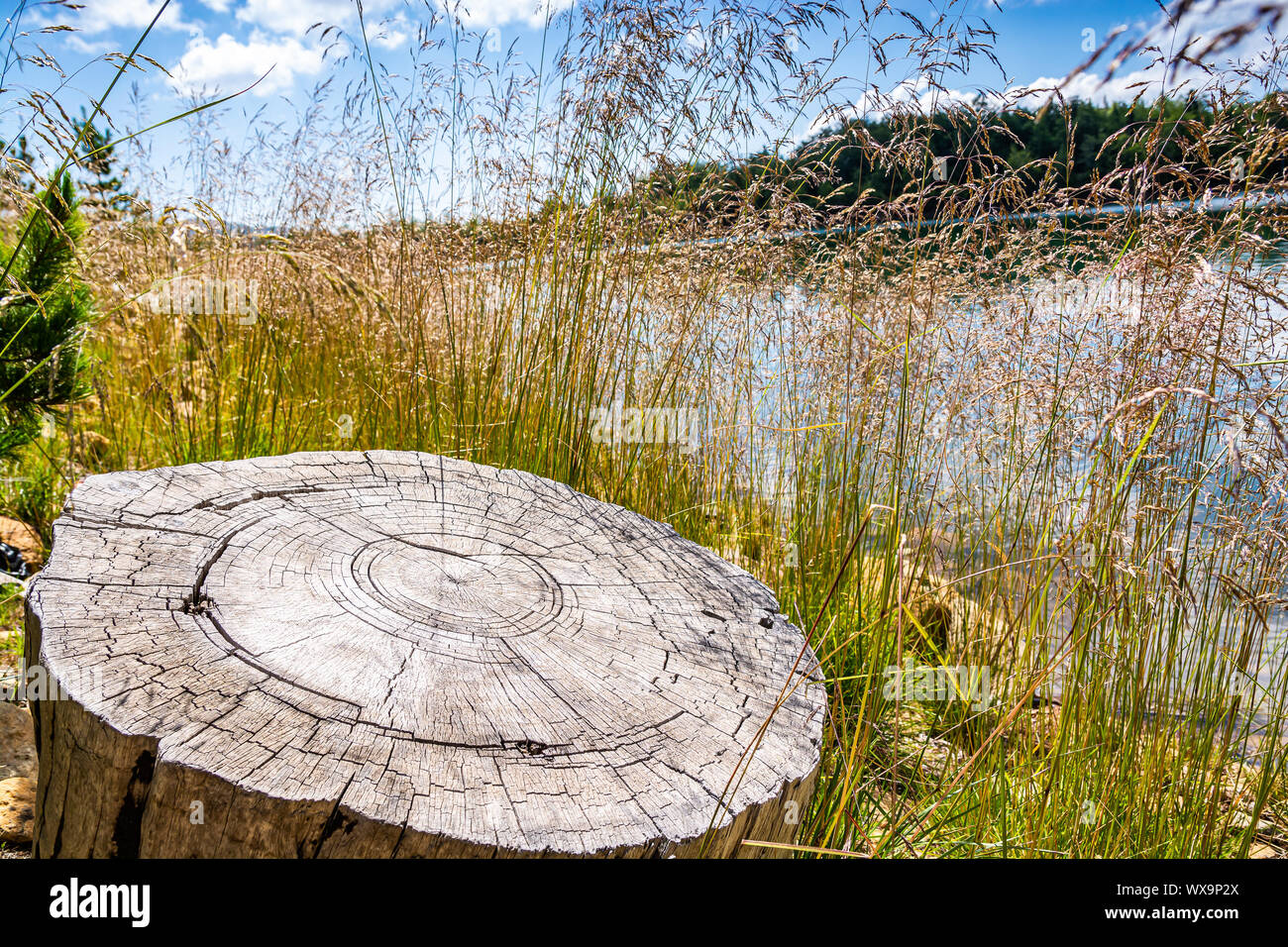 Annual ring hi-res stock photography and images - Alamy