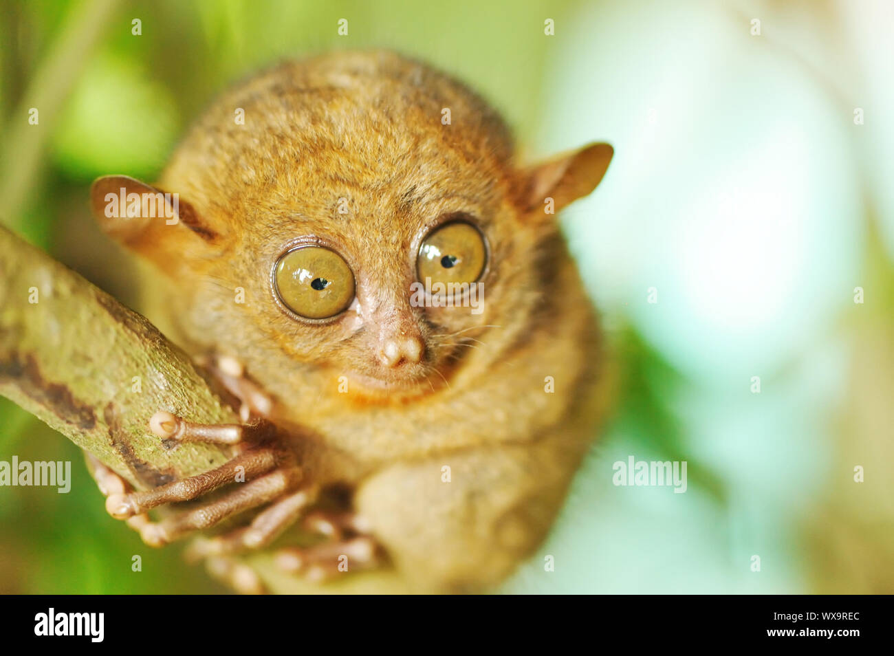 Tarsier monkey in natural environment Stock Photo - Alamy