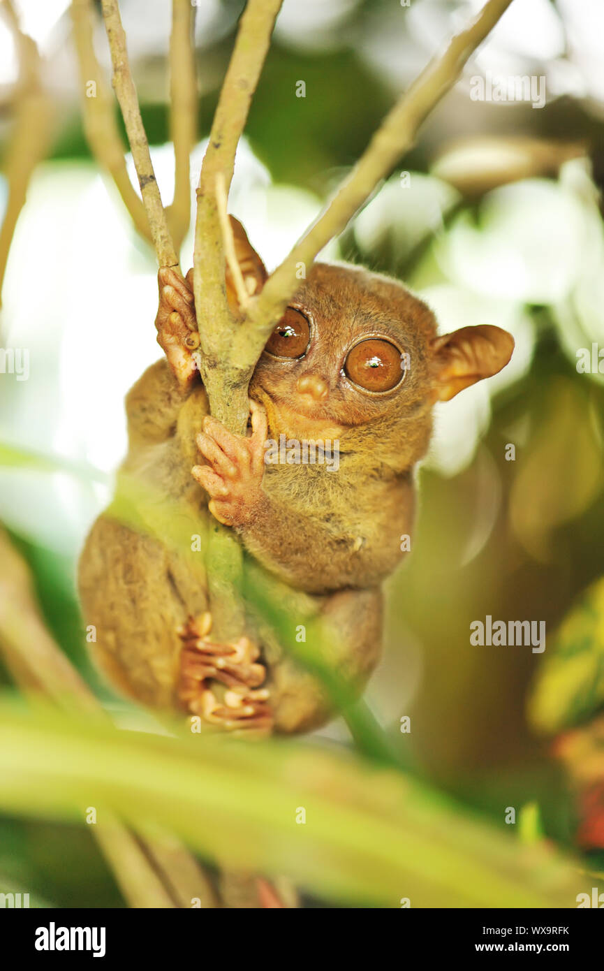 Tarsier monkey in natural environment Stock Photo - Alamy