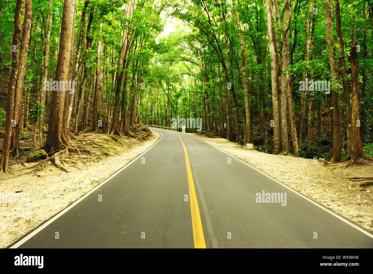 Road running through tropical rainforest Stock Photo - Alamy