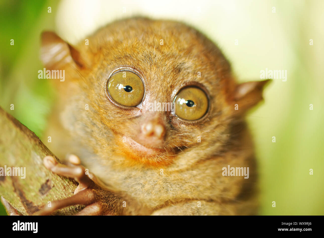 Tarsier monkey in natural environment Stock Photo - Alamy