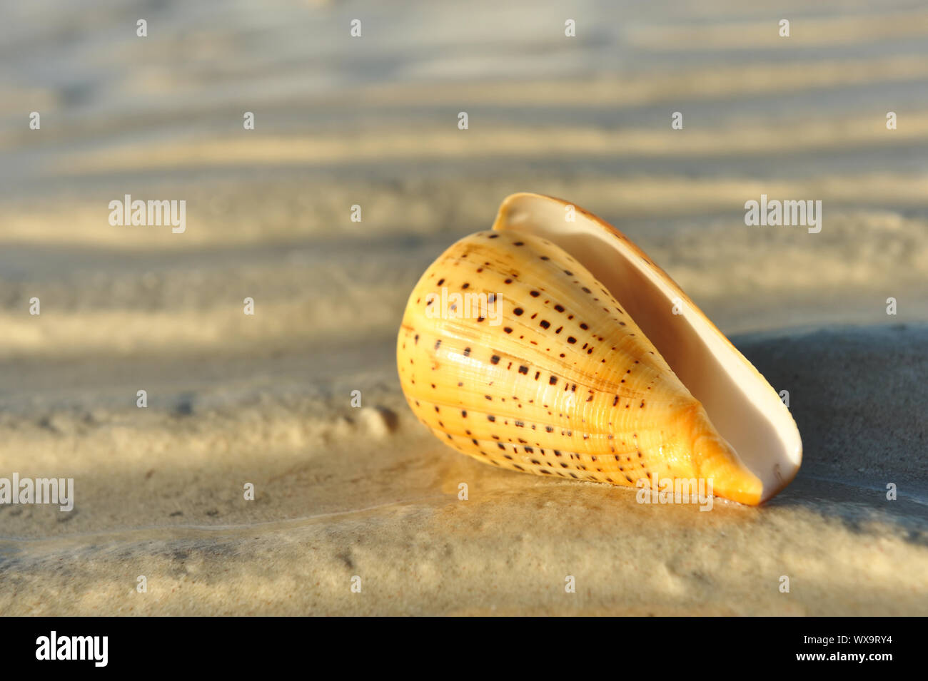 Shell on a beach at low tide Stock Photo - Alamy