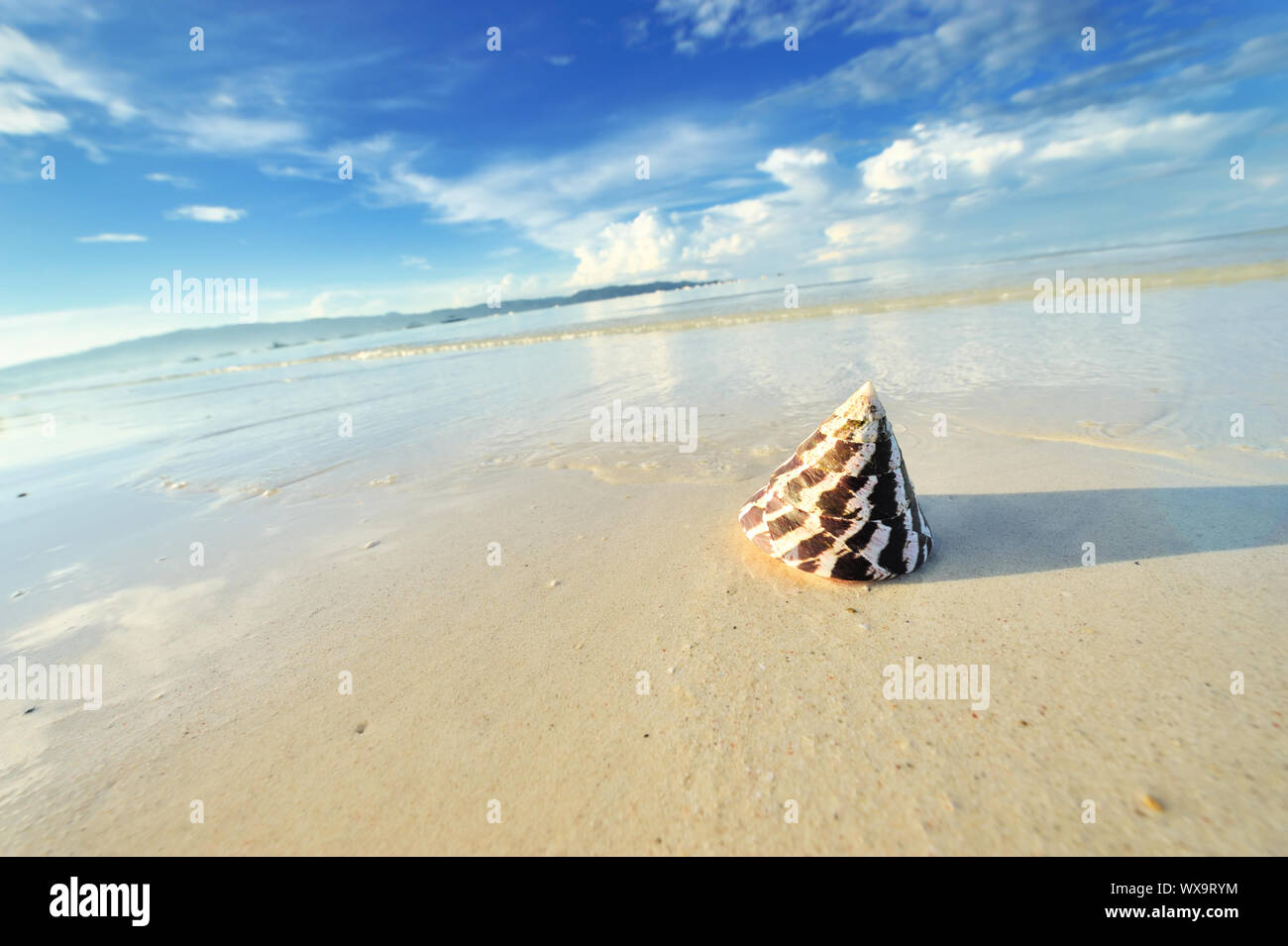 Shell on a beautiful beach Stock Photo - Alamy