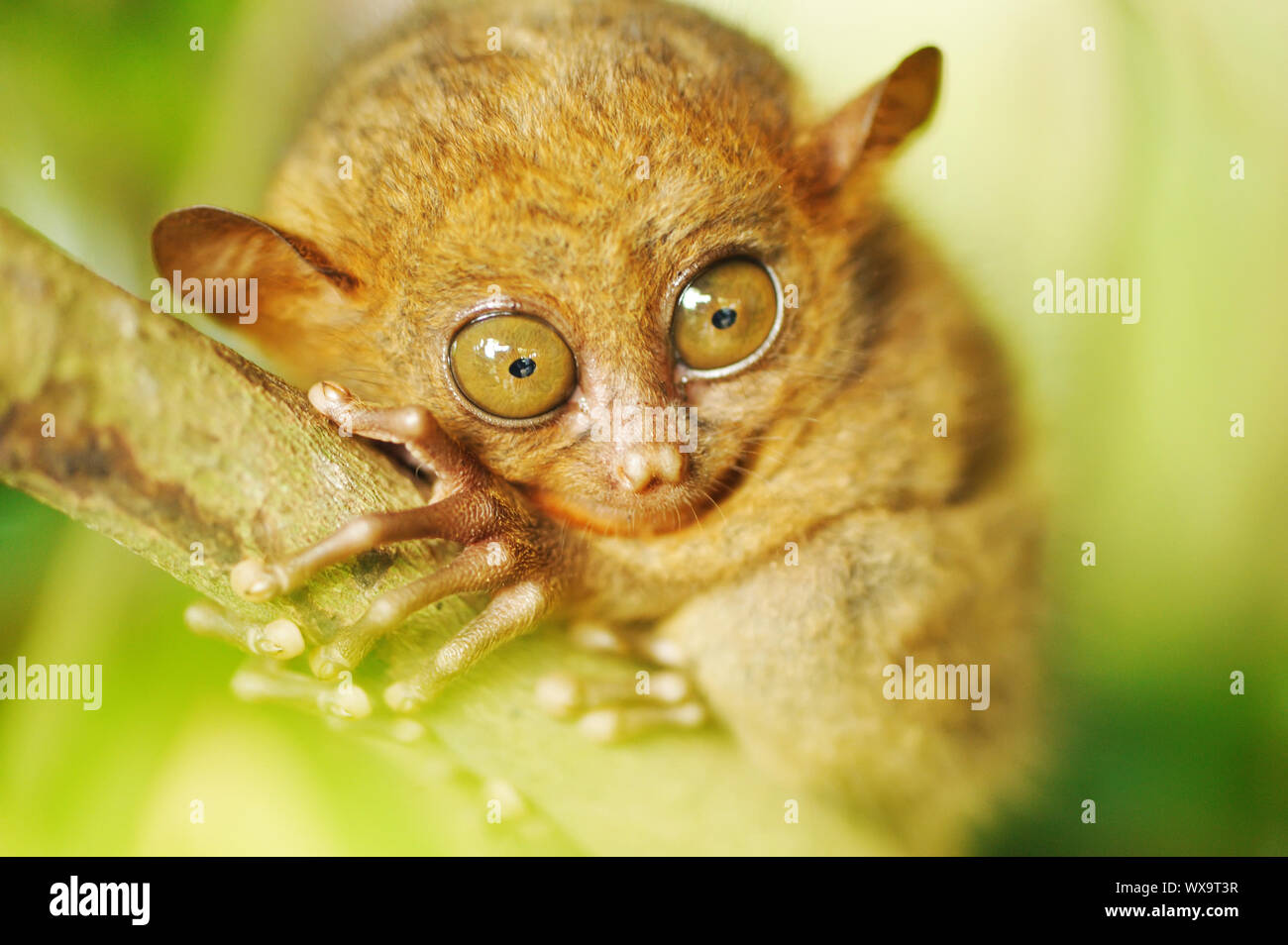 Tarsier monkey in natural environment Stock Photo - Alamy