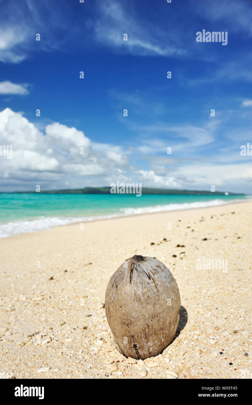 Coconut on beautiful wild beach at remote island, Philippines Stock ...