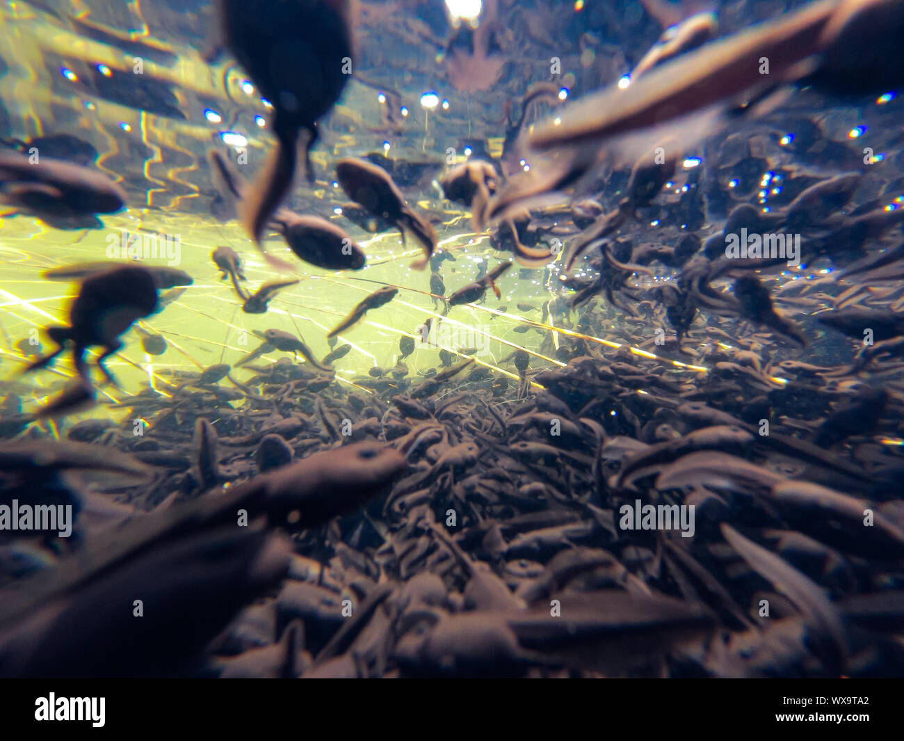 Tadpoles swimming underwater hi-res stock photography and images - Alamy